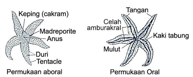 ade' anis: echinodermata