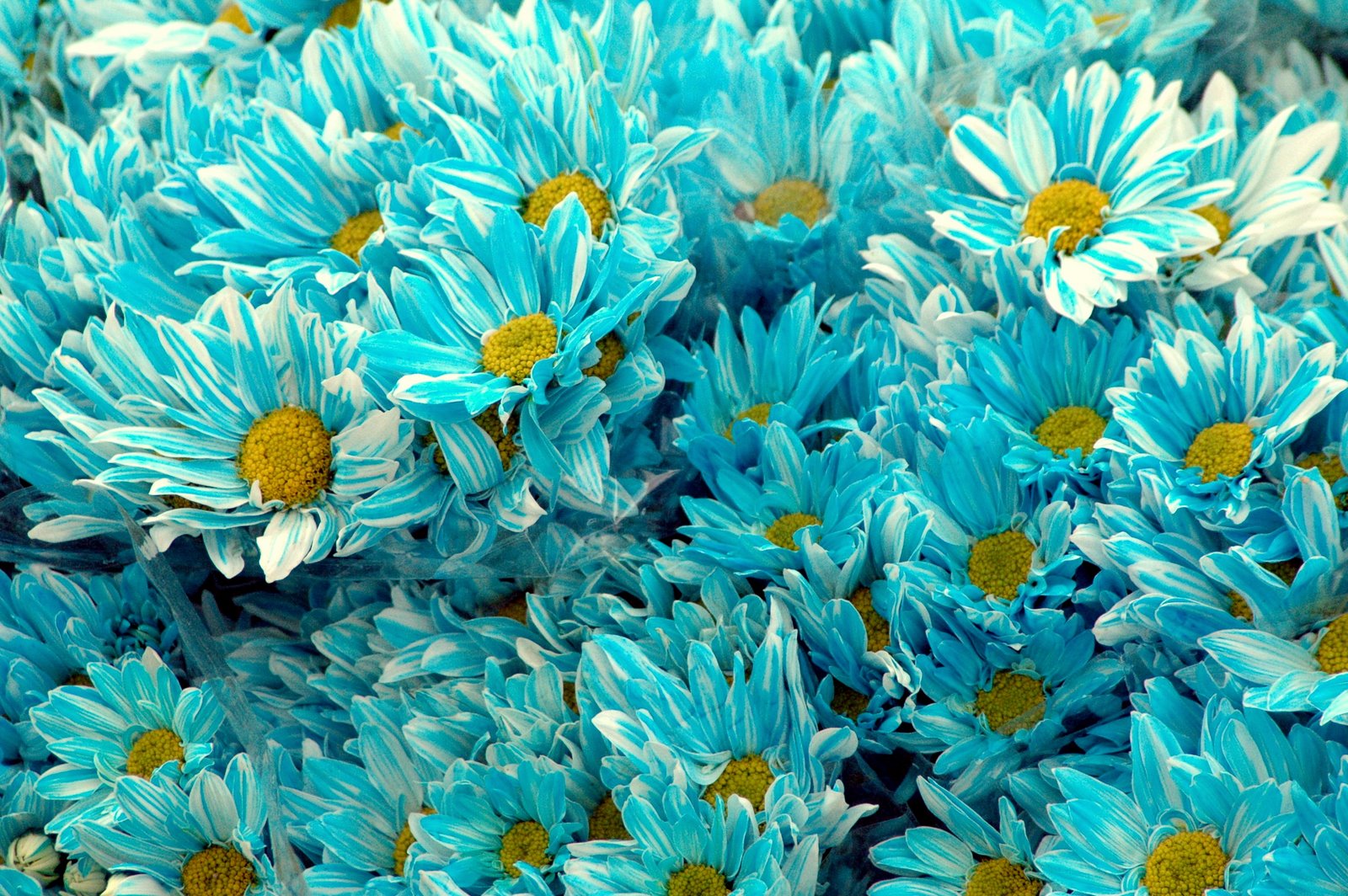 Tipos De Flores Colombianas