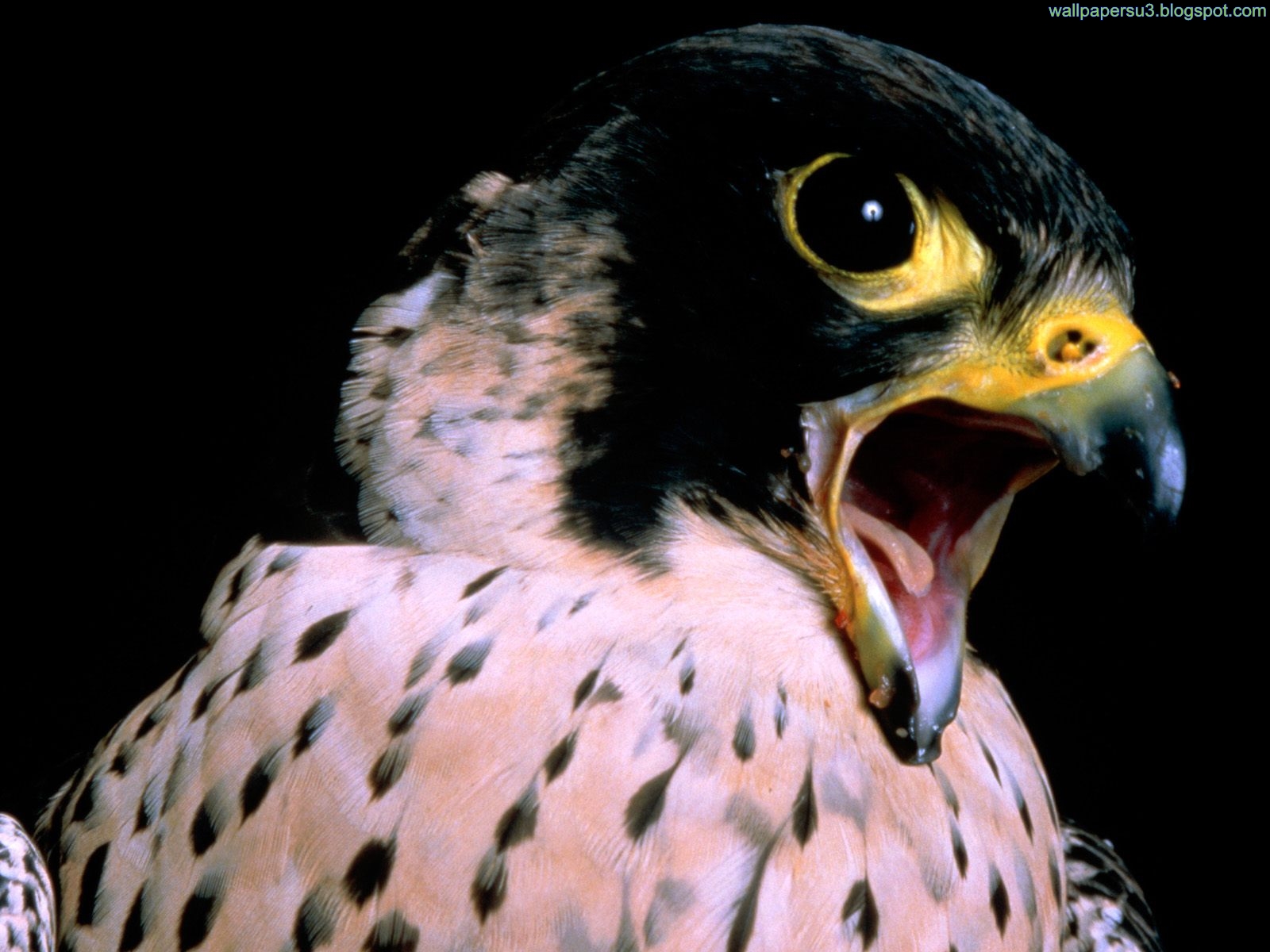 Beautiful Falcon Wallpapers