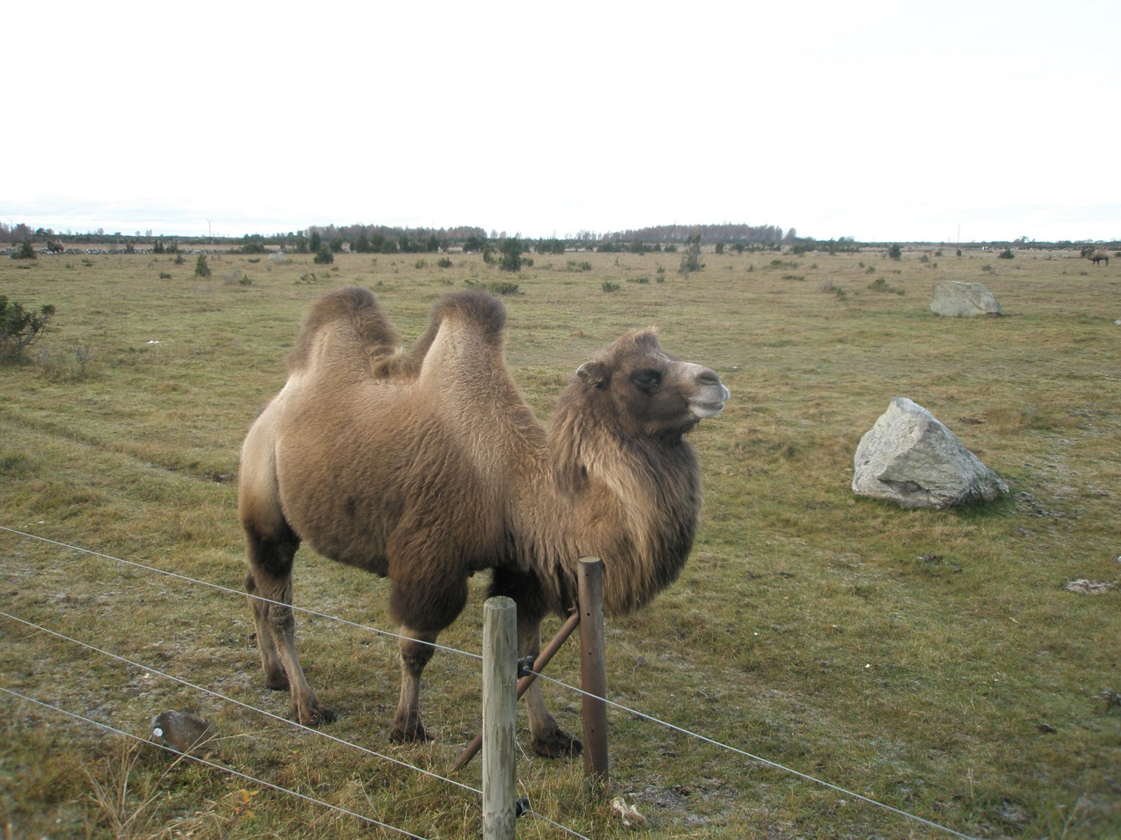Kistalight: Kamelkontakt på Norra Öland