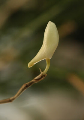 Jolies orchidees: Dendrobium equitans