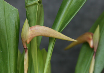 Jolies orchidees: Maxillaria sangay "marion" (pulla x striata)