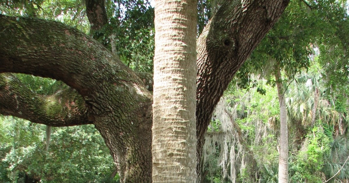 Til the Last Hemlock Dies: The World's Most Sexually Suggestive Trees