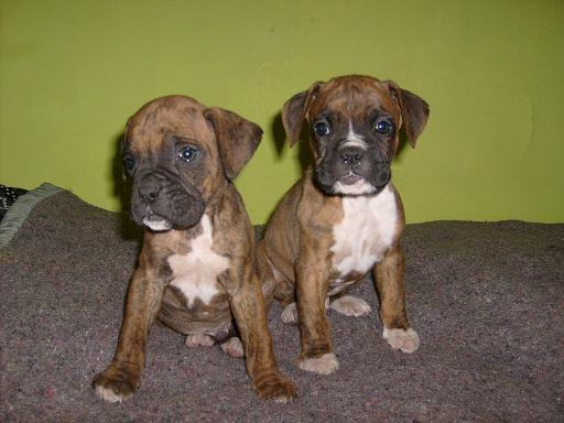 Perros Boxer Atigrados