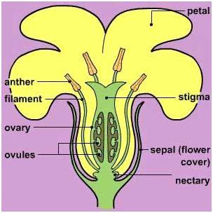 Yr 11 Biology: Task 2 (Internal vs External Fertilisation)