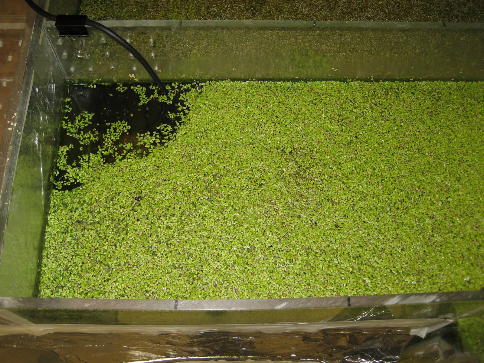 Duckweed Research: Lab Testing vs. Field Work