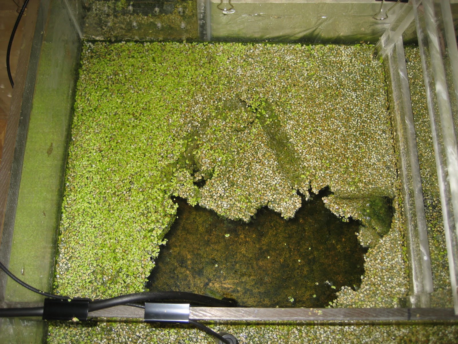 Duckweed Research: Lab Testing vs. Field Work