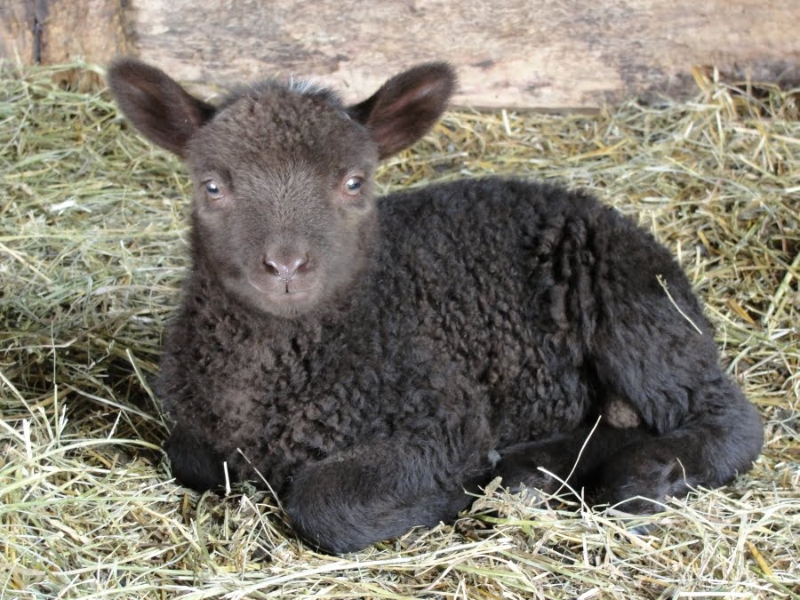 Little Red Oak Farm: Some MORE lamb photos.