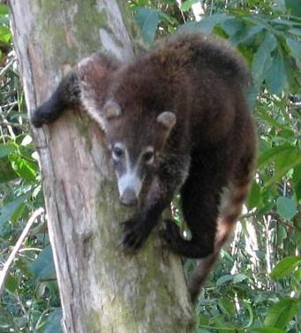 Animales de Yucatán: Animales de Yucatán / Mamíferos / El Coatí o Pizot