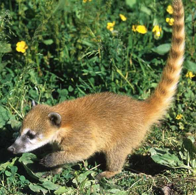 Animales de Yucatán: Animales de Yucatán / Mamíferos / El Coatí o Pizot