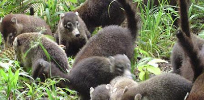 Animales de Yucatán: Animales de Yucatán / Mamíferos / El Coatí o Pizot