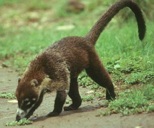 Animales de Yucatán: Animales de Yucatán / Mamíferos / El Coatí o Pizot