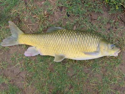 Koedoe Angling Club - Freshwater Carp Angling: Koedoe Nuusbrief Julie 2009
