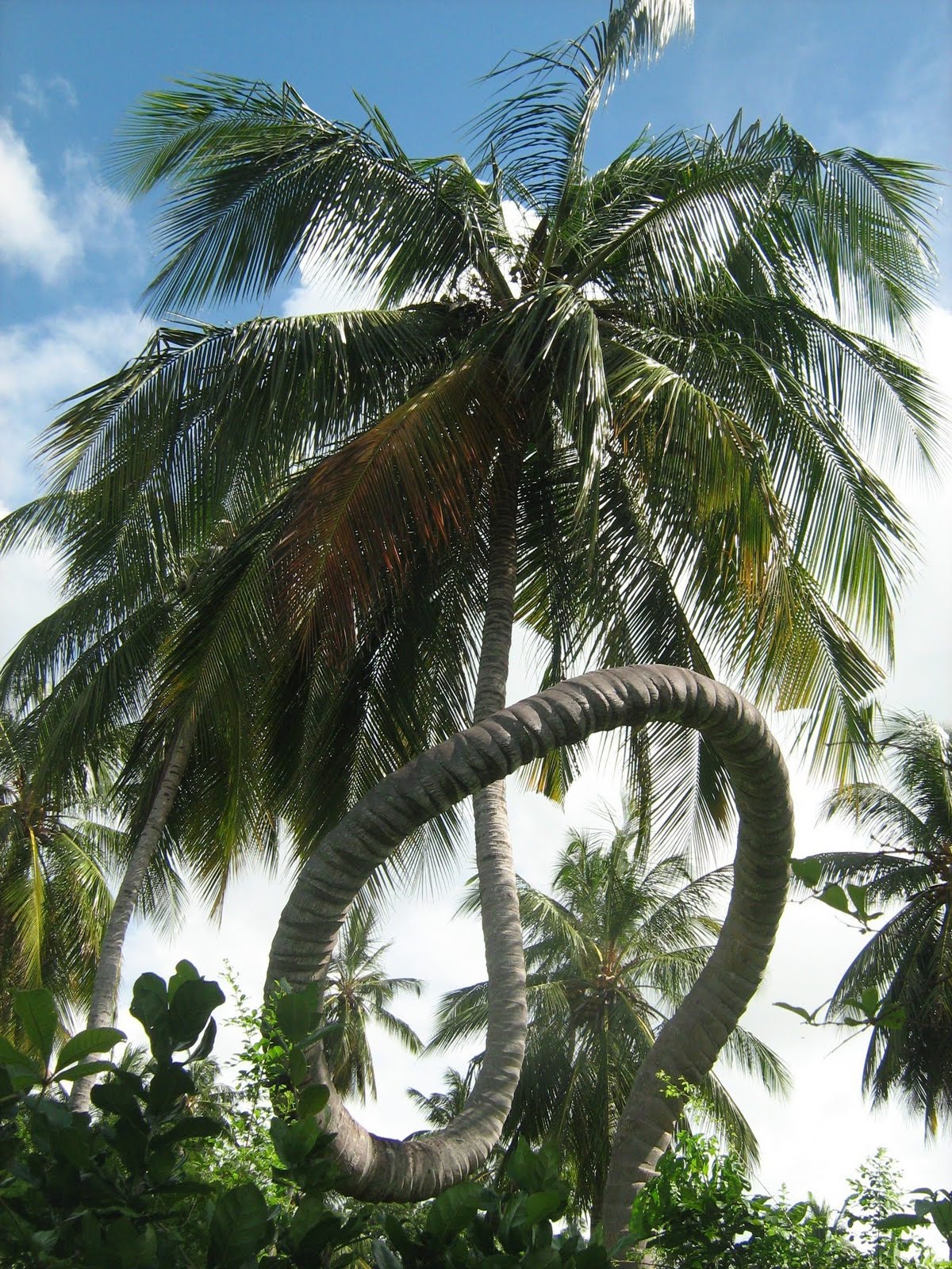 maksb: THE MAGIC ROLLING COCONUT TREE AT CHOLE ISLAND - MAFIA