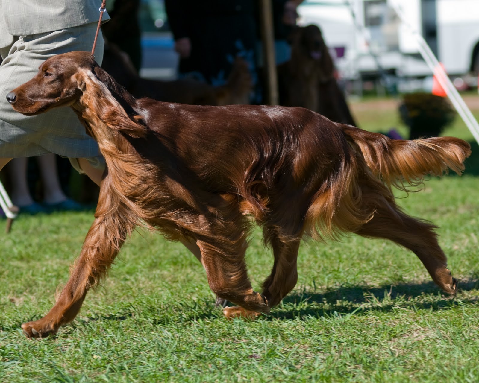 Pet Photography Blog-Rick DelVecchio Photography: Irish Setters are ...