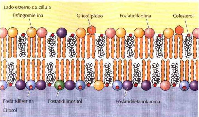 MEMBRANA PLASMÁTICA: Bicamada Lipidica