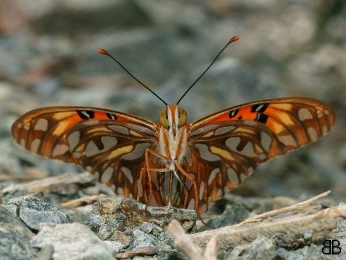 Butterfly photography: Take same individual from different angles