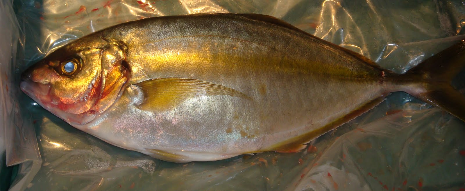 UMI: Out of the Sea - Ocean Fresh Fish