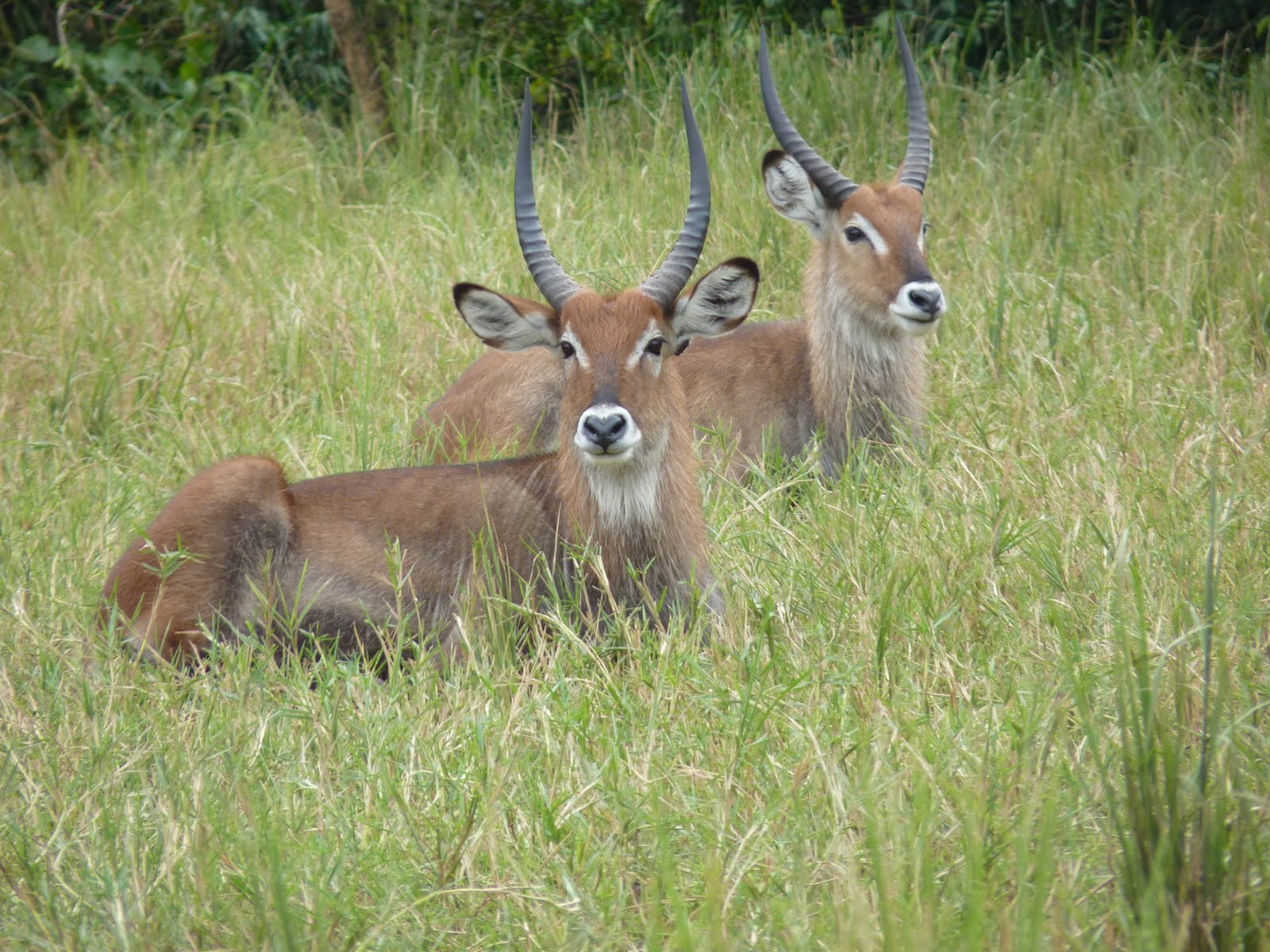The Pam-African Queen: Murchison Falls