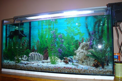 Principiantes en peceras