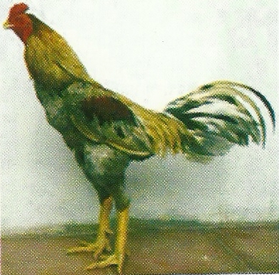 Duwi's Zone: AYAM LOKAL INDONESIA