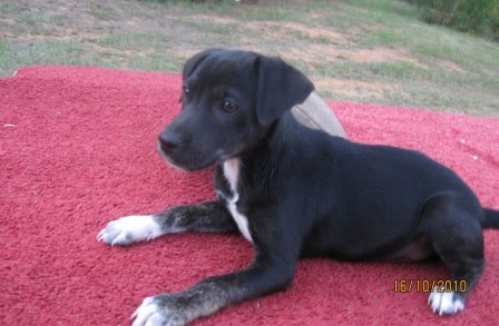 Westbrook Hunting with Dogs: Updated pictures of the Mountain Feist pups
