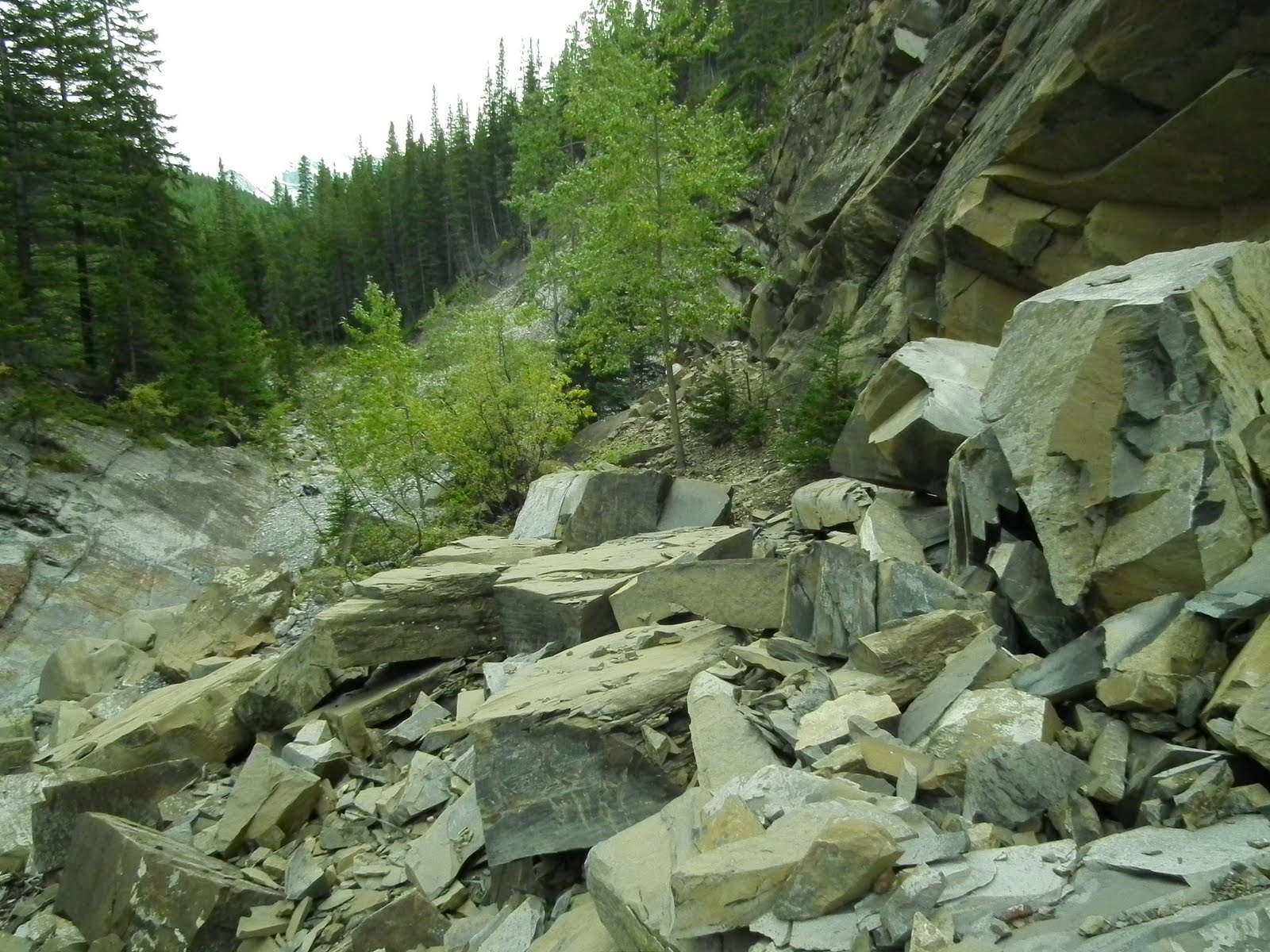 Happenings at Jello's House: To the Exshaw Shales Outcrop