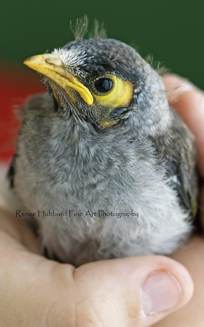 Extraordinary Light: The Turkey