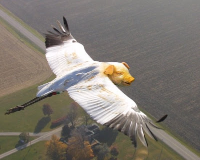 Fotos Curiosas: ¡¡¡UN CERDO VOLANDO!!!