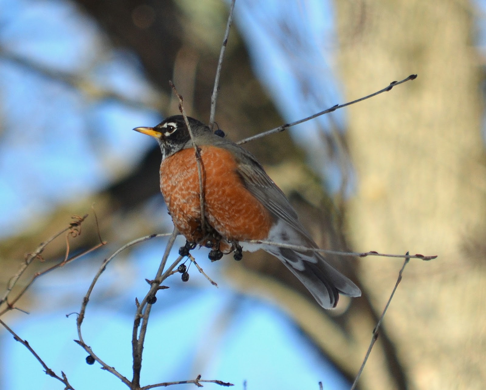 The Woodland Fern: First Robins
