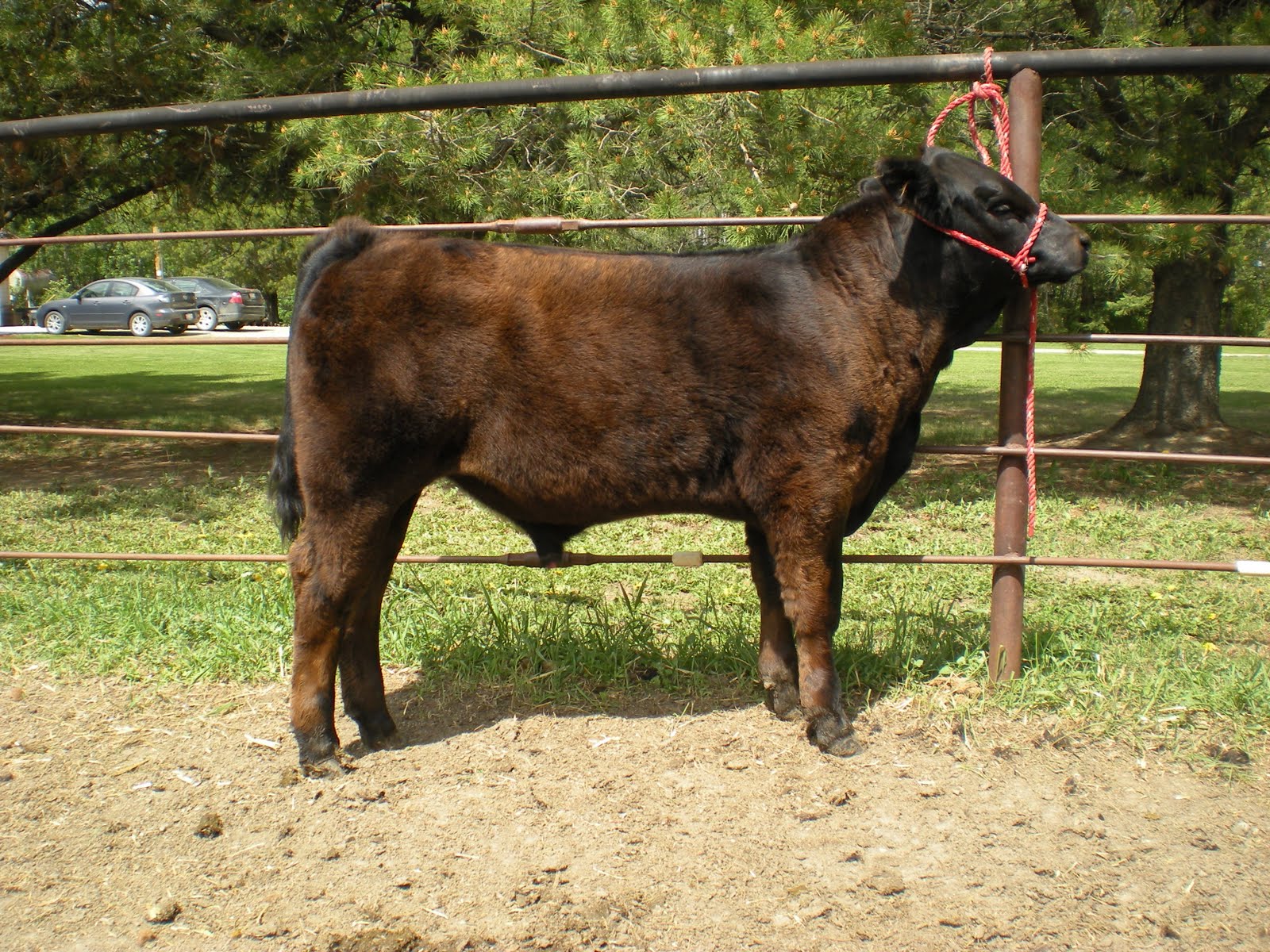 A Fresh Start: Working on Cattle