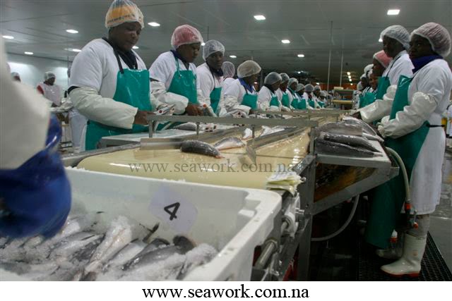 Fish fillet from Seawork fish processor: Fish fillet new photos uploaded