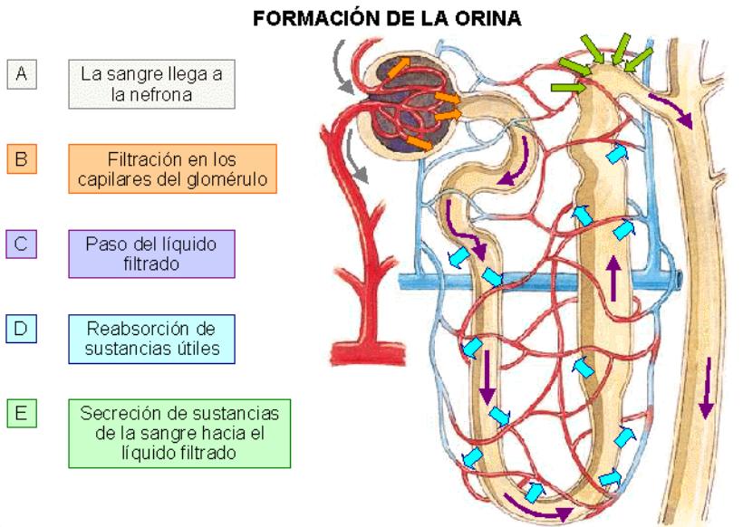 LA MICROBIOLOGIA: Elementos de la Orina.