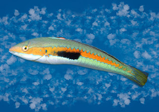 Núria Aupí: P de Peixos i de Pèsols de Josep Pla