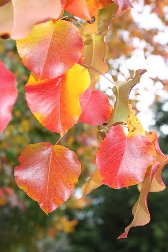 Life Through A Lens: Fall Bradford Pear Color