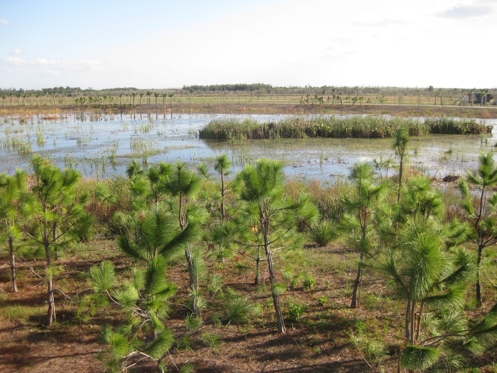 All The Latest Dirt: Wellington, Florida Environmental Preserve