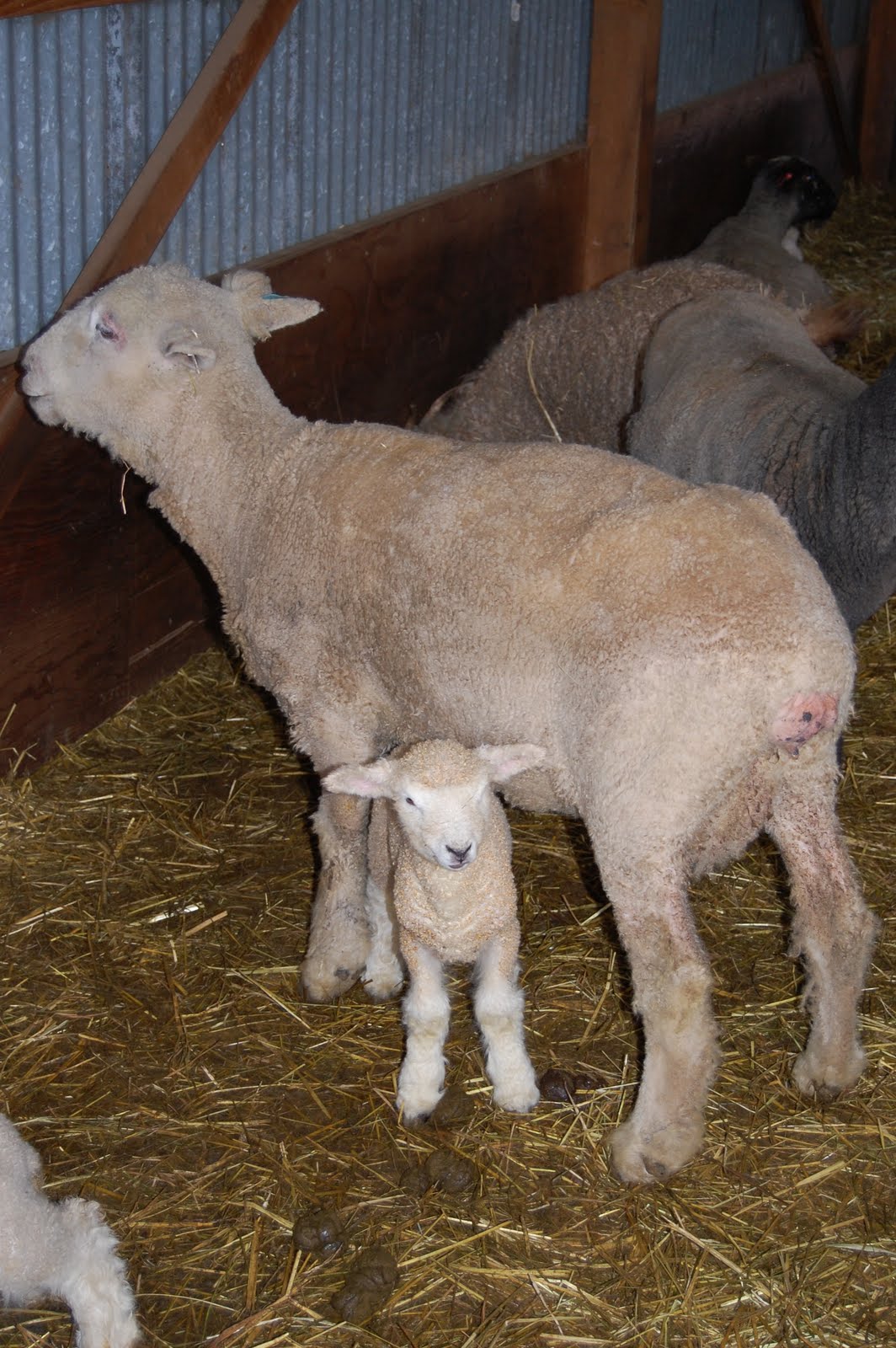 Laurie's Charming Designs: Lovely Little Lambs Alphabe-Thursday