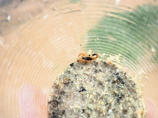 «Él Alacrán bebé explorador»