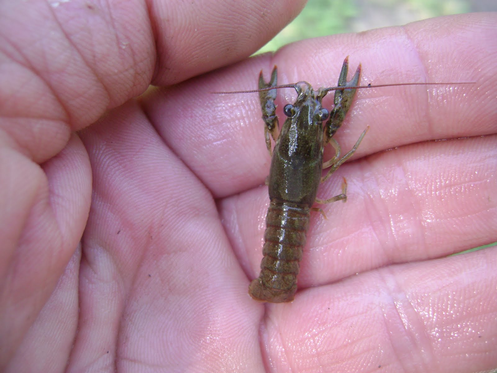 Drifting The Prairie Ocean Outdoor Journal: June 2010