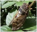 WKD (NEWSLETTER) ... World Kigo Database: Cicada (semi)