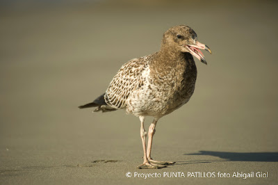 Aves de Punta Patillos: Gaviota Peruana ( Larus belcheri)