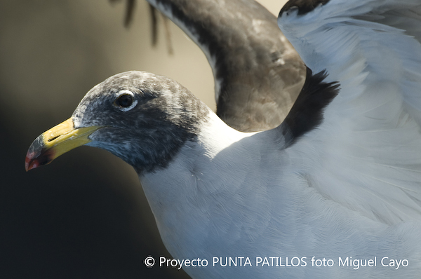 Aves de Punta Patillos: Gaviota Peruana ( Larus belcheri)