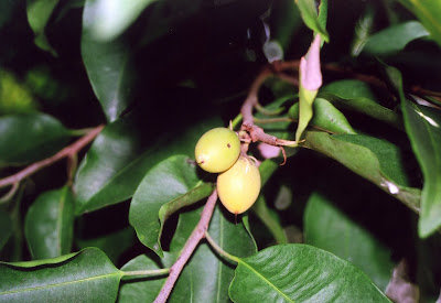 Names of Plants - Tamil: The Mimusops elengi - மகிழ மரம்