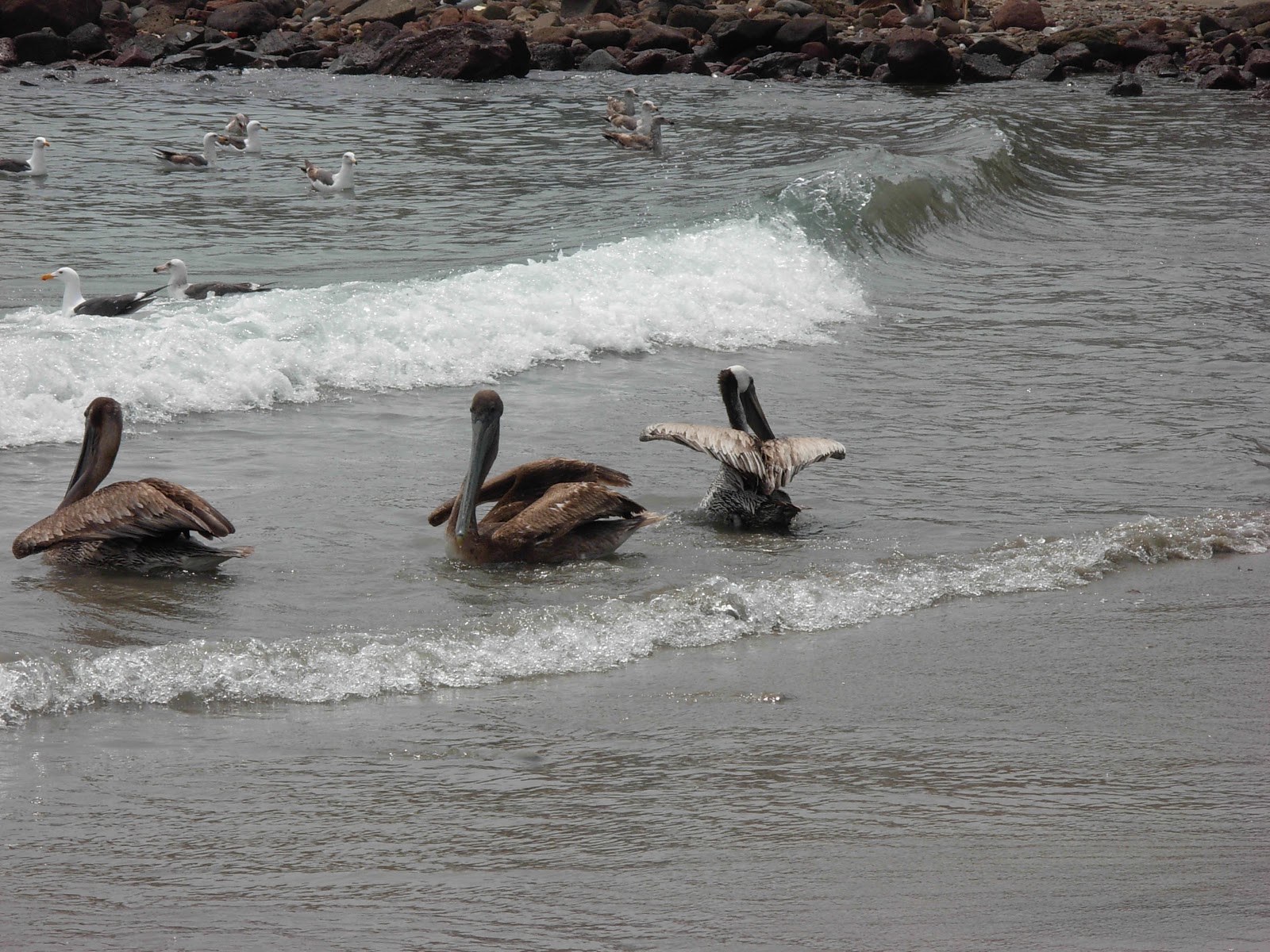 Playas de Rosarito: Una paseo por Rosarito- Popotla