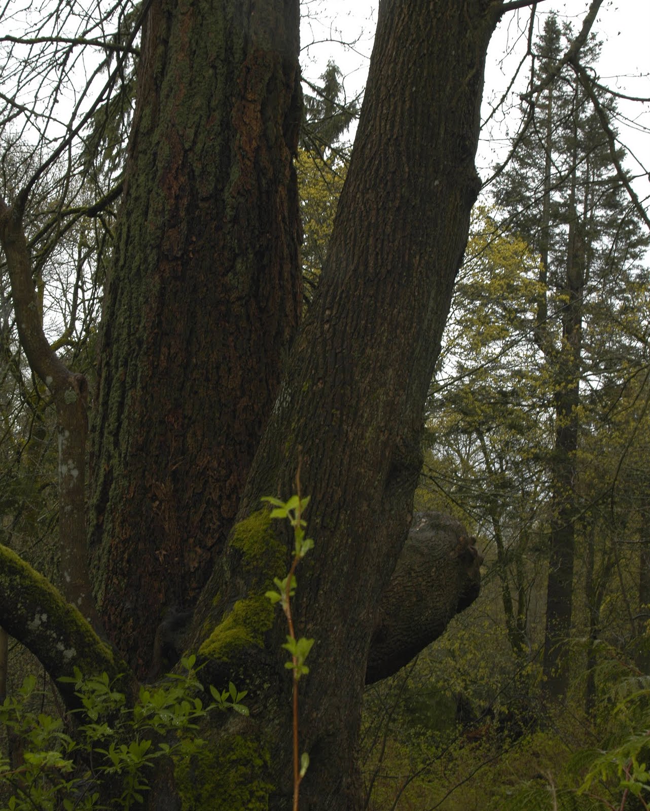 Seattle's Biggest Trees: Forget you're in a city at Schmitz Preserve ...