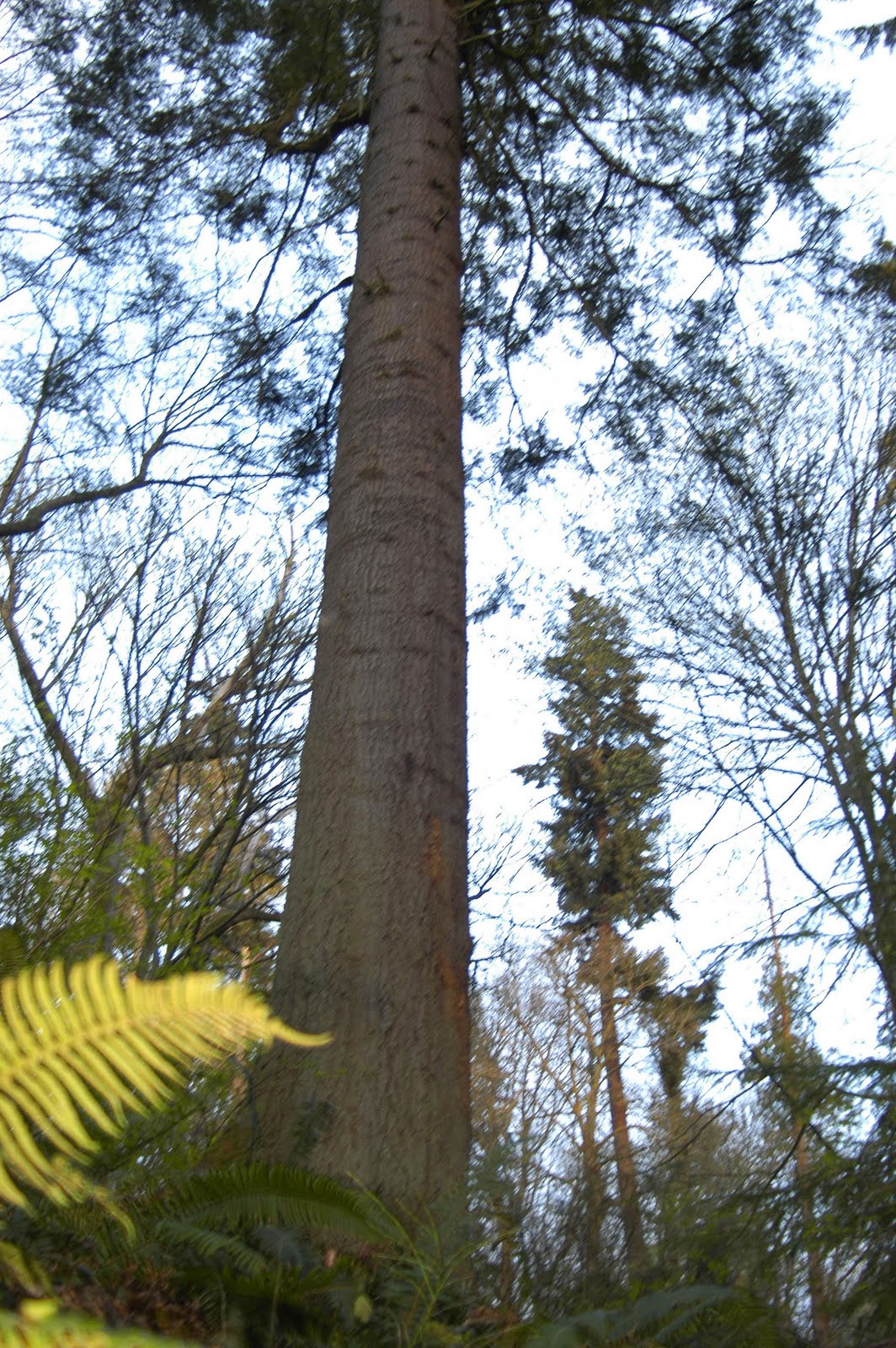 Seattle's Biggest Trees: Forget you're in a city at Schmitz Preserve ...