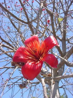 FLOWERING TREES: Simul / Bombax ceiba