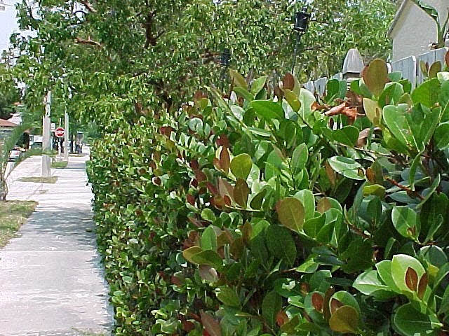 FLOWERING TREES: Coco Plum / Chrysobalanus icaco