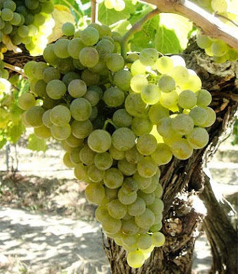 Types of Grape: SÉMILLON | Wine
