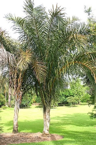 FLOWERING TREES: Raffia Palm / Raphia farinifera
